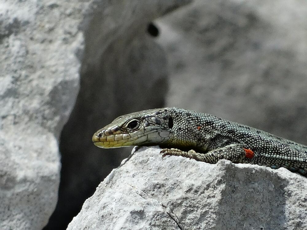 Prokletijski gušter, simbol posebnosti prirode Crne Gore