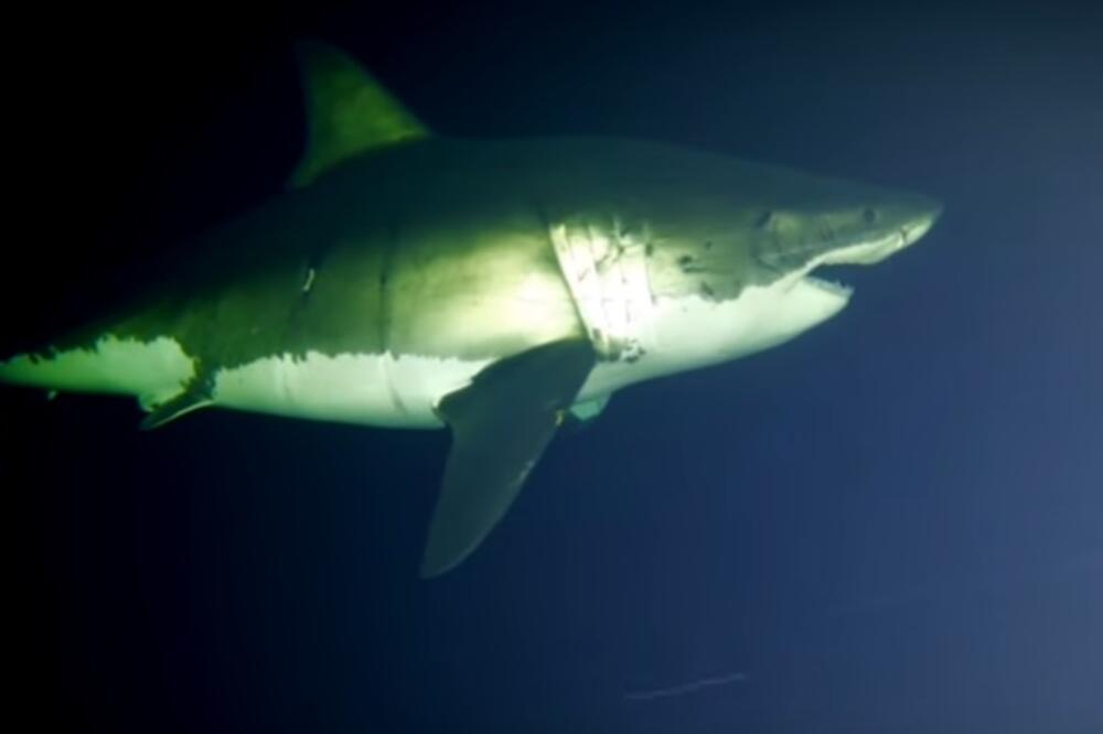 Prvi put u istoriji snimljena velika bijela ajkula dok spava