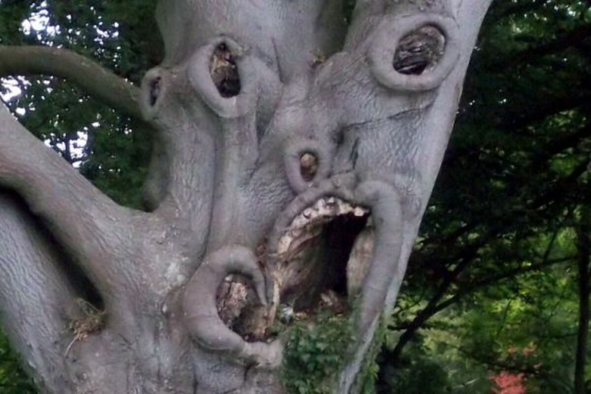 Check out the scariest tree in the world