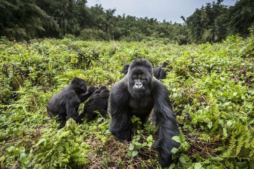 Ugrožene životinje u Africi: Grom ubio četiri rijetke gorile u Ugandi
