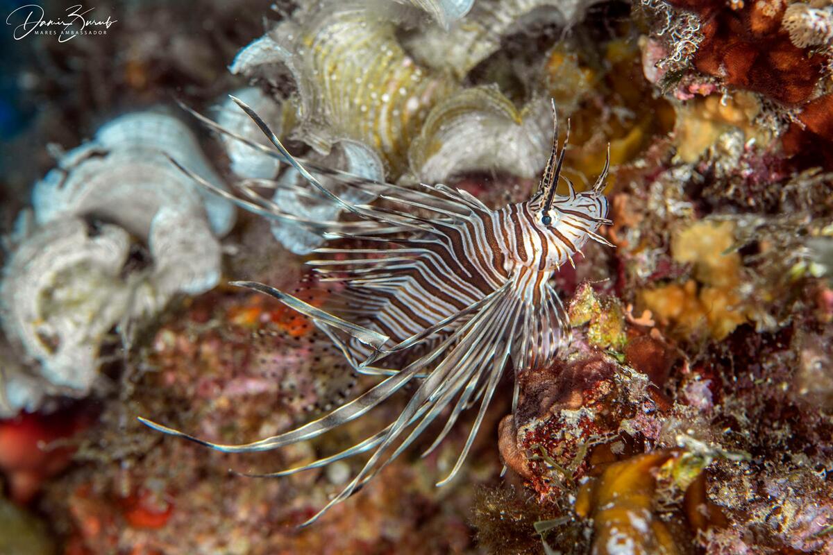 U Jadranu snimljena riba – predator koji uništava skoro sve oko sebe