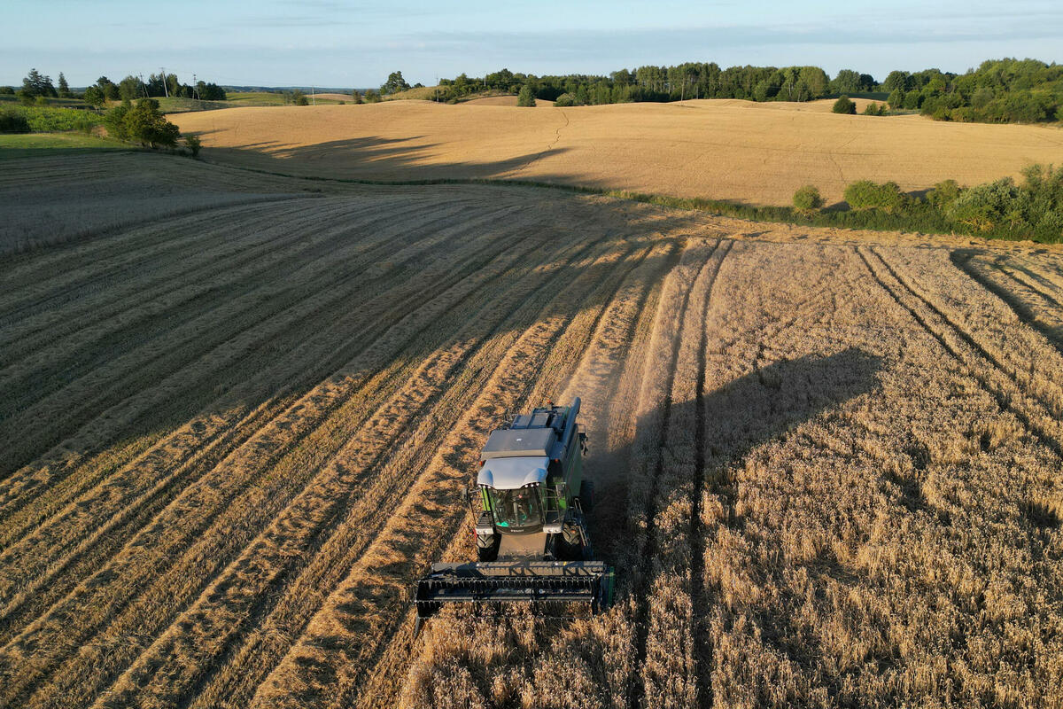 The myth of the global grain shortage